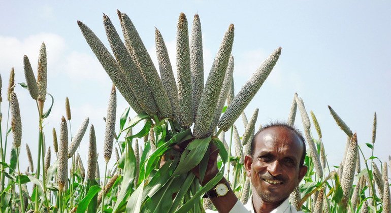 Le mil, une solution pour les systèmes agroalimentaires mondiaux, selon la FAO | ONU Info